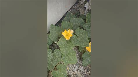 Kaddu Ka Tree Youtube