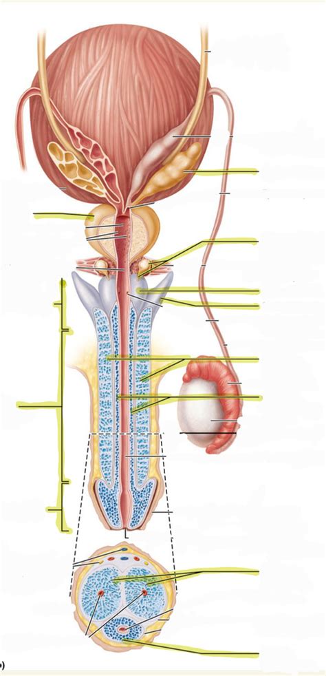 Lab 13 Reproductive Structures Diagram Quizlet