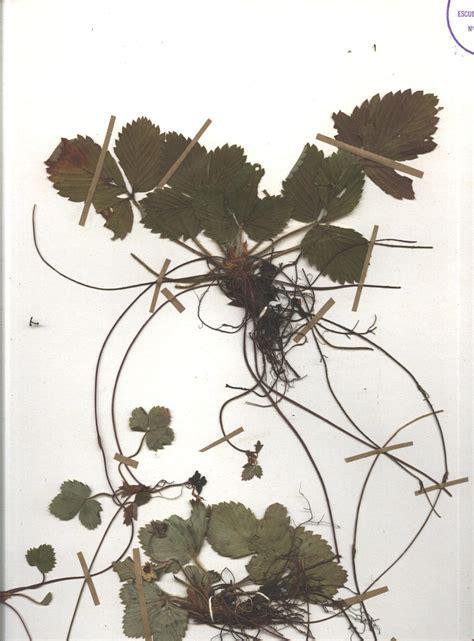 Fragaria Vesca L Herbario Azuay Universidad Del Azuay
