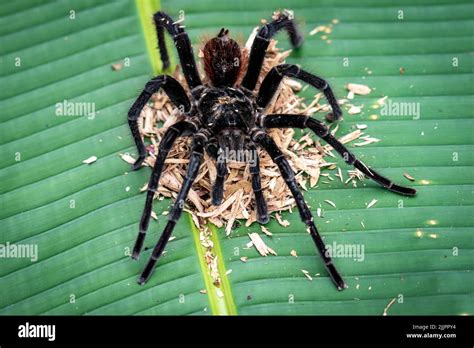 The Goliath Birdeater Tarantula Theraphosa Blondi In The Peruvian