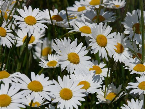 Weiden Margerite Gewone Margriet · Gratis foto op Pixabay