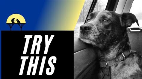 Por qué mi perro jadea y tiembla cuando viaja en coche 5 posibles razones