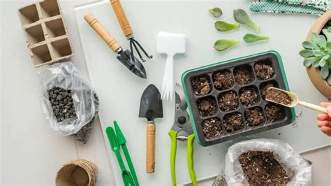 How To Propagate Boston Fern Easy Growth Secrets