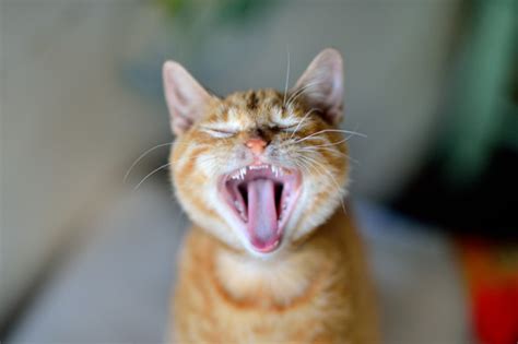 爱猫人必看：萌翻你的喵星人哈欠众生相 新浪教育 新浪网