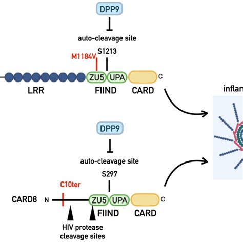 Schematic Representation Of Nlrp1 And Card8 Inflammasomes Download