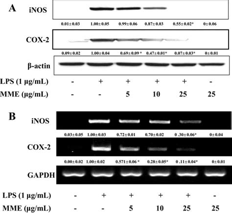 Effect Of Mme On Lps Induced Inos And Cox 2 Expressions In
