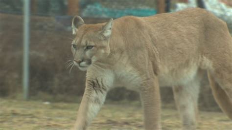 Biggest Cougar Introducing The Newest Bobcats And Cougar At Birmingham
