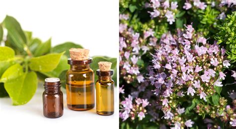 6 Antiviral Oils That Boost The Immune System Archyde