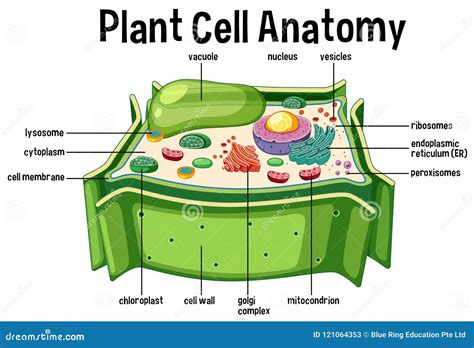 Plant Anatomy With Structure And Internal Side View Parts Outline