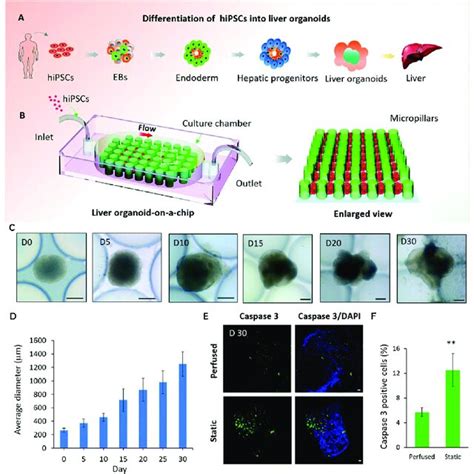 Schematic Diagram Of The In Situ Generation Of Liver Organoids From