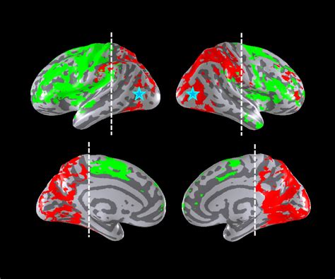 Training Induced Functional Homogenization In The Occipitotemporal