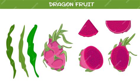 Premium Vector Dragon Fruit Vector Set Red Dragon Fruit Clip Art