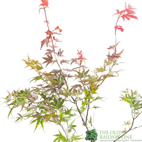 Acer Palmatum Pixie Japanese Maple Tree 75ltr Pot Old Railway Line Garden Centre