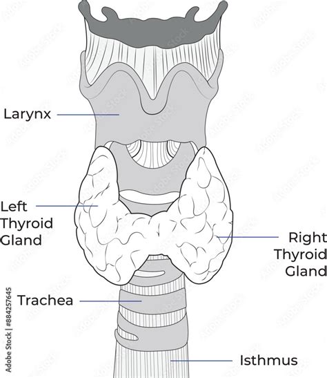 Vector Illustration Of Diagram Of Thyroid Gland Thyroid Gland And