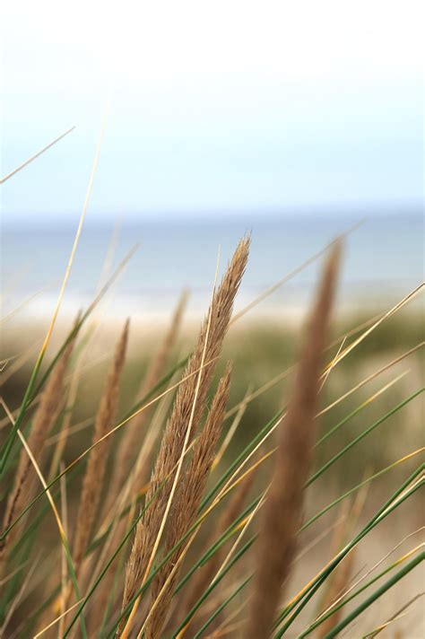 Dune Grass Plant Free Photo On Pixabay Pixabay