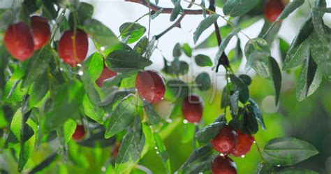 红枣大枣油枣露水红枣丰收枣农枣林果树种植4096x2160高清视频素材下载编号6581667实拍视频光厂vj师网