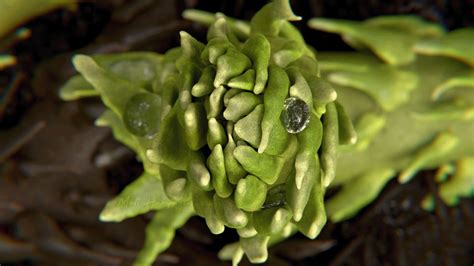 A 407 Million Year Old Plants Leaves Skipped The Usual Fibonacci Spirals