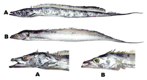 Trichiurus Auriga A And T Lepturus B Download Scientific Diagram
