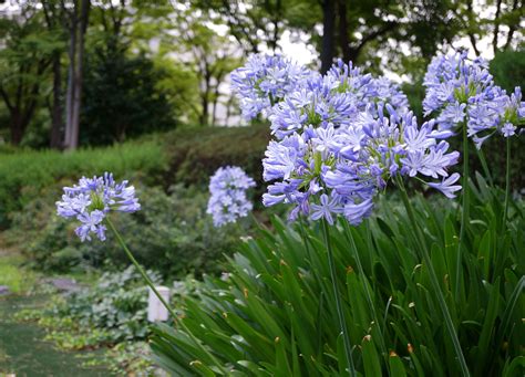 Agapanthus アガパンサス