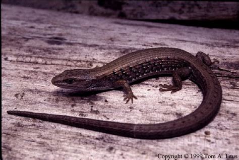 Northern Alligator Lizard Bi468 568 Amphibians And Reptiles Of Oregon