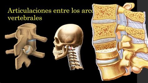 Pptx Articulaciones De La Columna Vertebral Dokumen Tips Hot Sexiz Pix