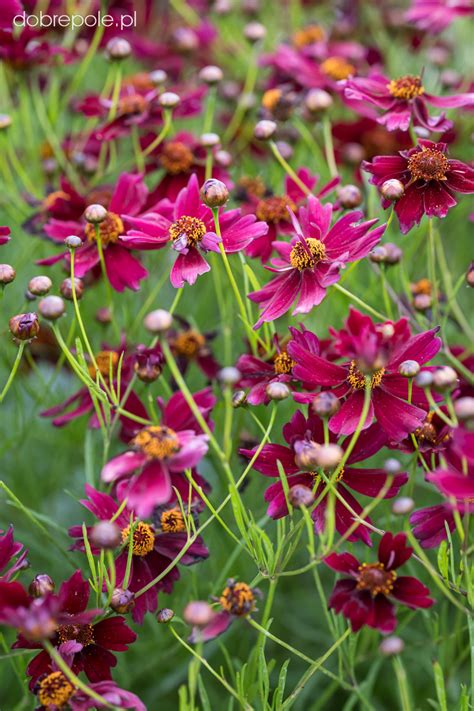 Szkółka Bylin Dobrepole Coreopsis Ruby Red Nachyłek