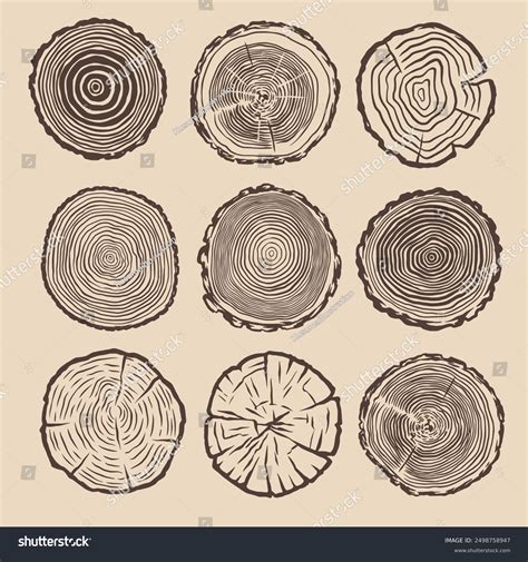 Growth Ring Illustration Growth Ring Drawing Stock Vector Royalty Free