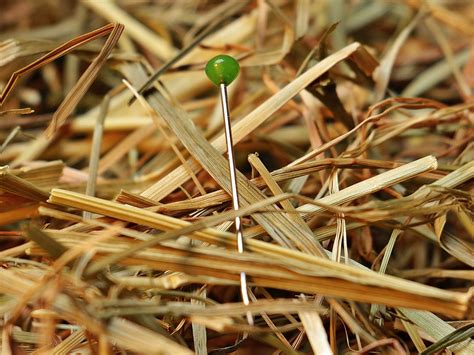 Needle In A Haystack Free Photo On Pixabay