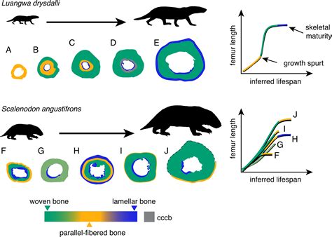 Disparate Life Histories In Coeval Triassic Cynodonts And Their
