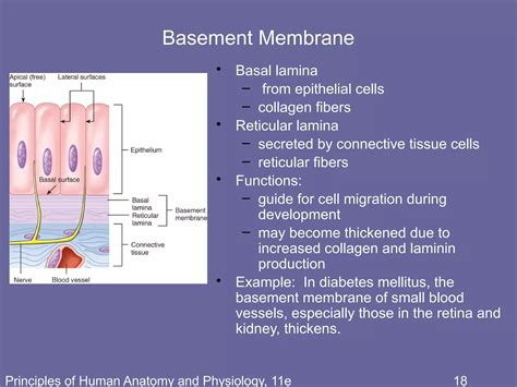 04 [chapter 4 The Tissue Level Of Organization][11e] Ppt