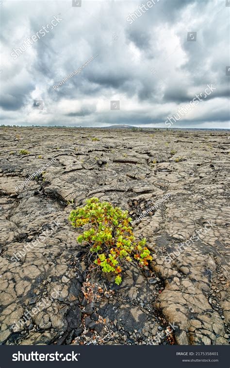 11 Ohelo Images, Stock Photos & Vectors | Shutterstock