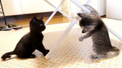 一緒に遊びたいだけなのに、何故か喧嘩しちゃう子猫がとっても可愛かった♡ エウレカねこ部