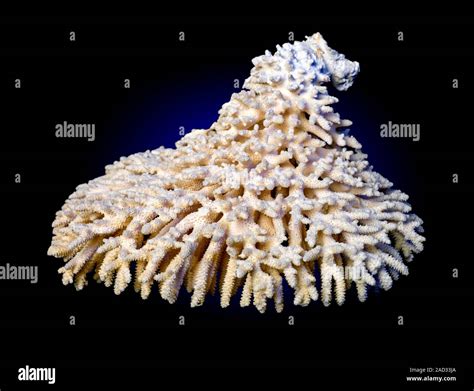 Acropora Millepora Is A Branching Coral Species Native To The Indo