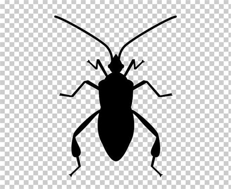 Insect Software Bug Png