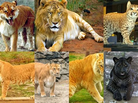 Simple Celavia Hybrid Cats