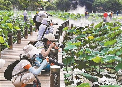洪湖公园荷花飘香罗湖社区家园网