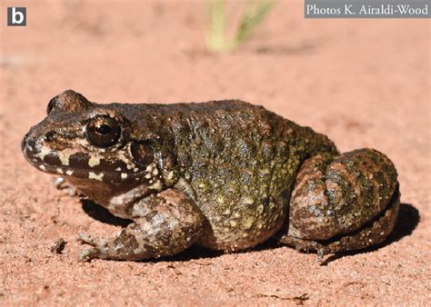 Habitat Of The New Record Of Leptodactylus Syphax In Paraguay And The