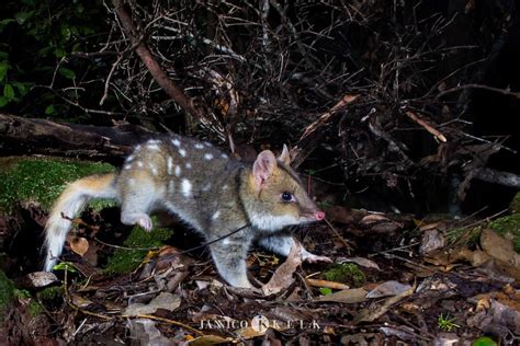 Conservationists Celebrate Arrival Of Eastern Quoll Joeys At Barrington