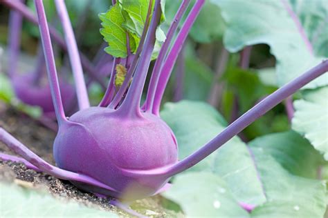 Brassica Pictures National Garden Bureau