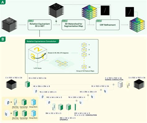 A Segmentation Workflow Includes Rotation Equivariant 3d U Net 3d