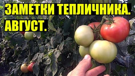 ШОК ЦЕНА НА ТОМАТЫ!!! НАШЕЛ СЕМЕНА ЦИНЕРАРИИ ГИБРИДНОЙ!!! - YouTube