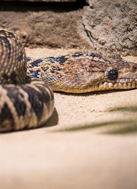 Cuban Boa Cuban Tree Boa West Edmonton Mall