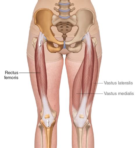 Rectus Femoris Get It Straight