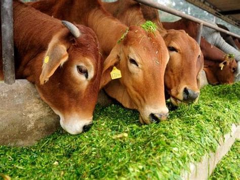 Man Smuggling Cattle Beaten To Death By Mob In Nahan Hindustan Times