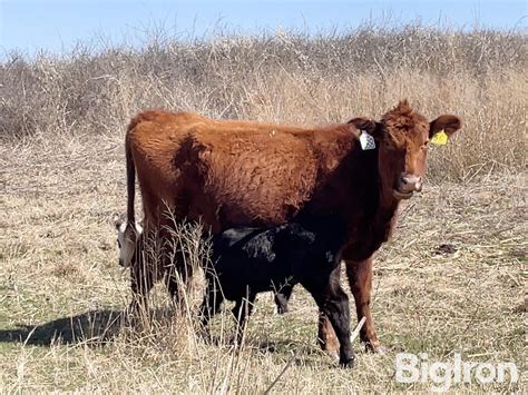 6 Red Angus 1st Calf Heifer Pairs Bull Bred To Gardiner Angus Bid