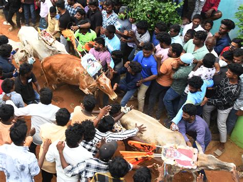 తిరుపతి జిల్లాలో జోరుగా జల్లికట్టు సంబరాలు ఫోటోలు Jallikattu