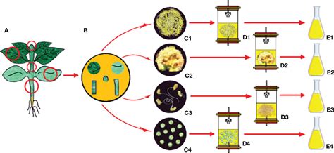 Frontiers Production Of Secondary Metabolites Using Tissue Culture