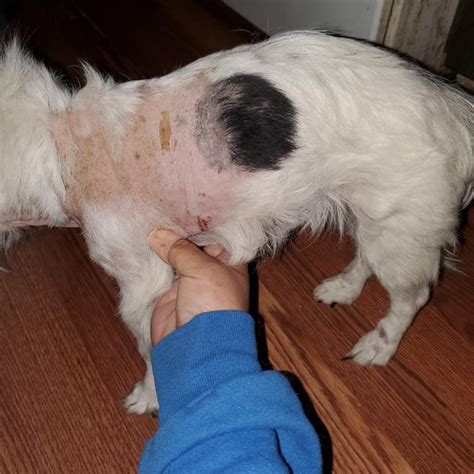 Nsfw Injury Found Chihuahua Rtulsa