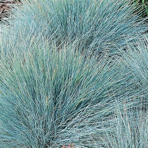 Festuca Elijah Blue