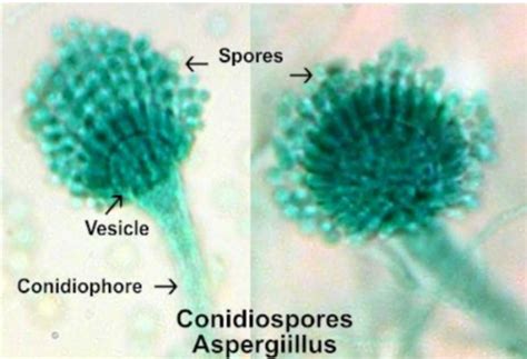 Reproduction In Fungi